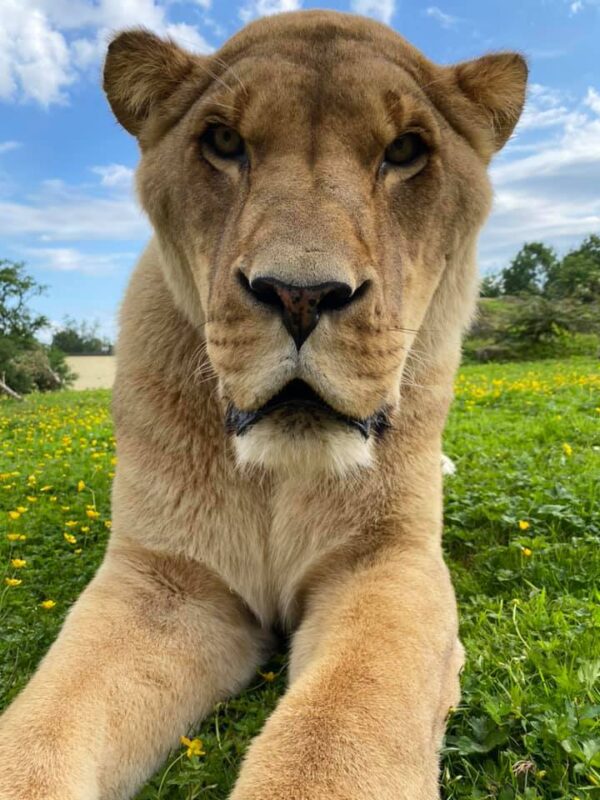 World first - lion becomes first animal to have dental surgery using ...